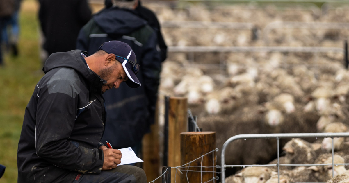 Strong Wool Indicator | Fusca